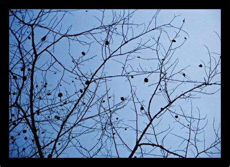 Maple Tree Abstraction By Courey On Deviantart
