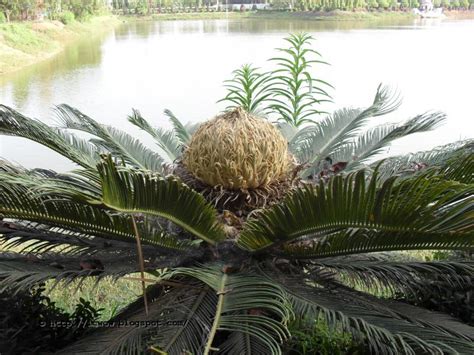 Sago Palm মনিরাজ ফুল Cycas Revoluta
