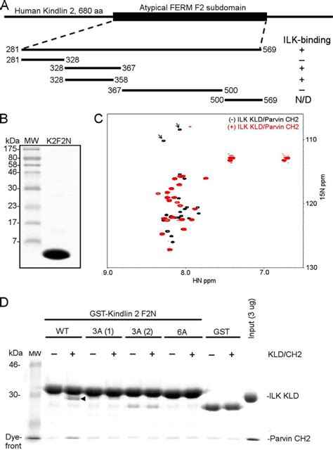 Molecular Basis Of Kindlin 2 Binding To Integrin Linked Kinase Pseudokinase For Regulating Cell