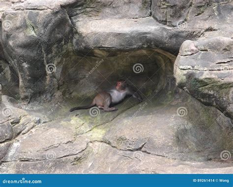 Lazy Monkey Stock Photo Image Of Languid Simian Orangutan 89261414