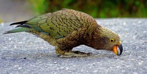 Giant Fossil Parrot Creation Fact File