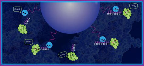 Choosing Between Tae Buffer And Tbe Buffer For Agarose Gel Electrophor Goldbio