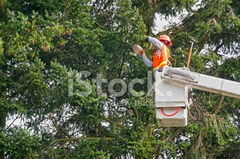 Worker Cutting Tree Branches With Chainsaw Stock Photo Royalty Free Images FreeImages
