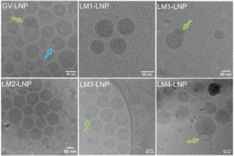 Lipid Nanoparticles Cryo Tem Lnps Drug Delivery