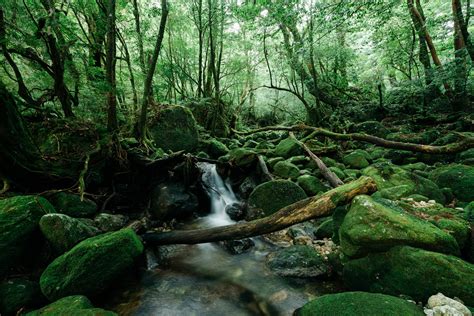 Yakushima Island Japan Travel Guide — Sam Spicer Photography