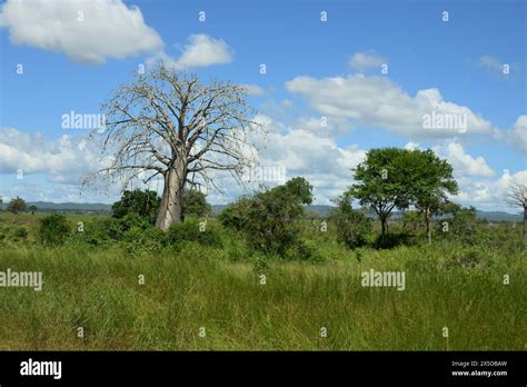 Majestic Baobab Trees Symbol Of Life And Resilience In The African