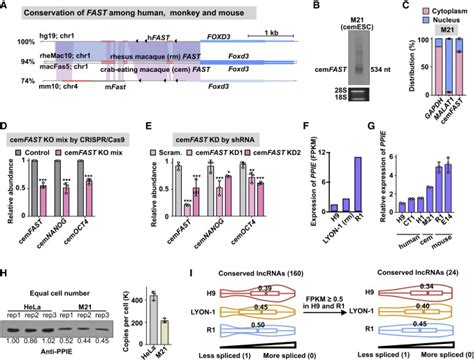 Distinct Processing Of Lncrnas Contributes To Non Conserved Functions In Stem Cells Cell