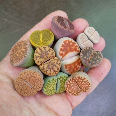 Lithops Collection Living Stones