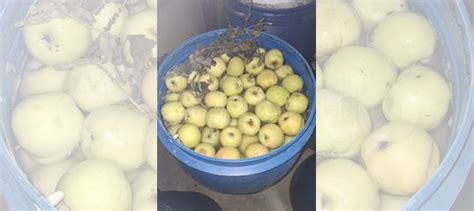 Моченые яблоки купить в Орле Товары для дома и дачи Авито