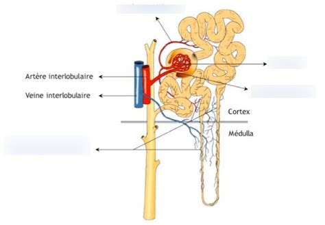 Vascularisation Du Néphron Diagram Quizlet