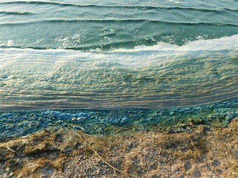 Premium Photo Blooming And Decomposing Bluegreen Algae Cyanobacteria