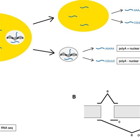 A Long Rna Seq Data Sets Used In This Analysis B Definition Of The Download Scientific