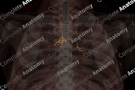 Pulmonary Plexus Complete Anatomy