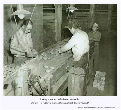 Sorting Potatoes 1 Matanuska Valley Historical Photo Project