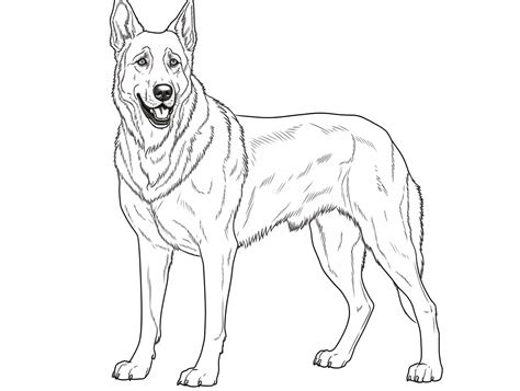 Relaxing Belgian Malinois Coloring Pages Coloring Page
