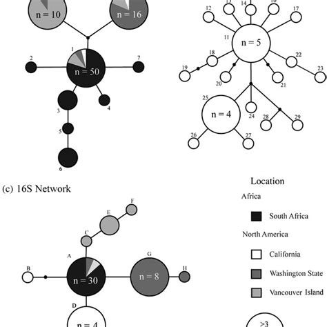 Bayesian Inference Phylogeny Of Unique Boccardia Proboscidea Cyt B Download Scientific Diagram