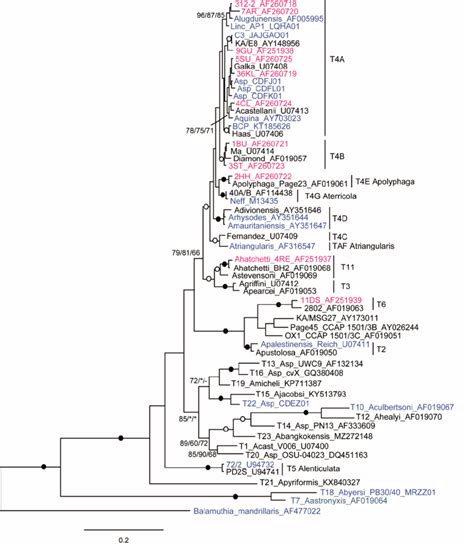 Molecular Phylogeny Of Acanthamoeba Based On Complete 18s Rdna Strains Download Scientific
