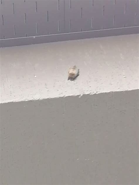 Can Someone ID This Bat R BAT