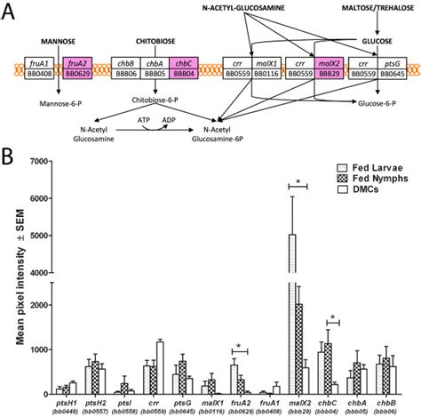 Expression Of Phosphoenolpyruvate Phosphotransferase System Pep Pts