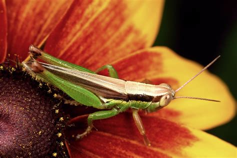 Grasshopper Flower Affix Free Photo On Pixabay Pixabay