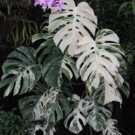 Monstera Deliciosa Albo Variegata Variegated Cheese Plant