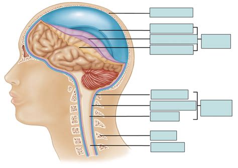 Physiology Ch 9 Protective Structures Of Cns Diagram Quizlet