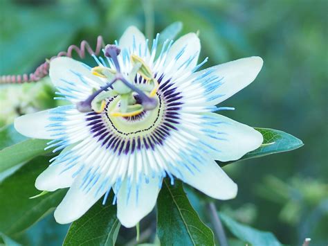 Passion Flower Macro Free Photo On Pixabay