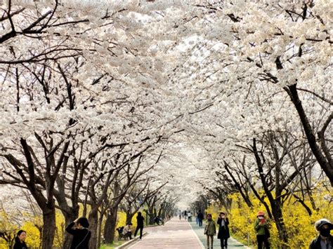 현재 벚꽂 개화상태~ 서울숲 벚꽃 석촌호수 벚꽃축제 성내천 벚꽃 서울 올림픽공원 벚꽃터널 이번주말 여행지로 추천 네이버 블로그