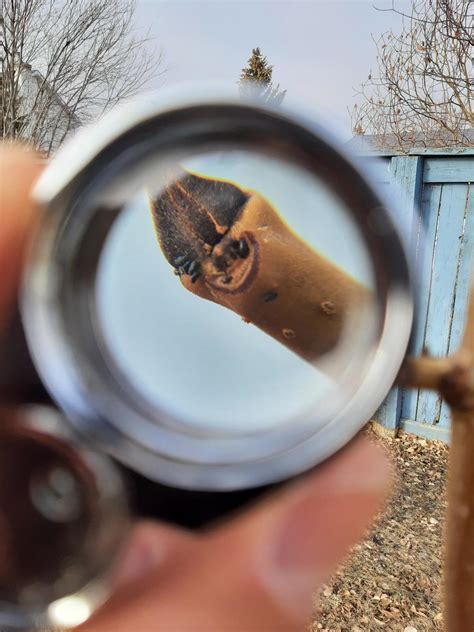 Egg Identification R Whatsthisbug