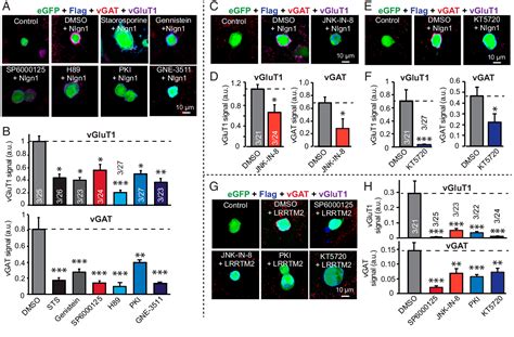 Figure 2 From Multiple Signaling Pathways Are Essential For Synapse Formation Induced By