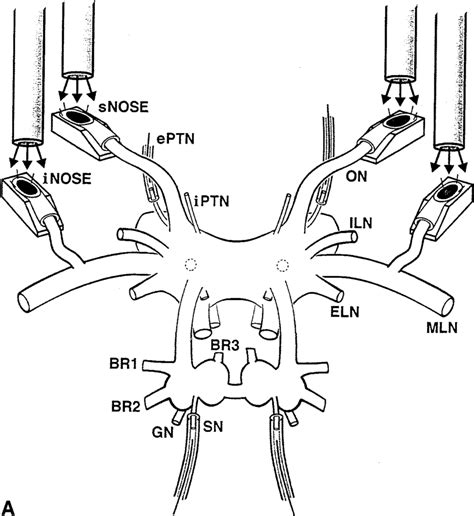 A B Schematic Drawings Of Limax Nose Brain Preparations A The