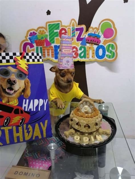 Las Divertidas Fotos Del Cumpleaños De Un Perro Que Son Furor En Las Redes