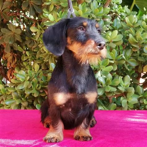 Colores Del Teckel Por Salud