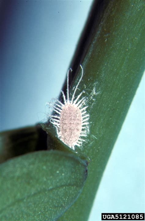 Banana Mealybug Pseudococcus Elisae Borchsenius