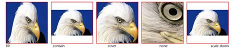 css3特性：图片变形处理，设置属性object fit cover完美解决！ 前端君哥