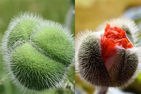 How To Grow Oriental Poppies In The Garden Farmhouse And Blooms