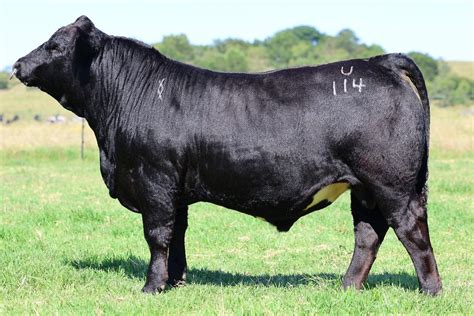 A First For Me Creating The Sale Catalogue For Gb Livestock Thoroughly