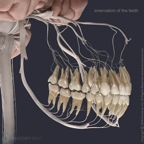 Mandibular Nerve Sensory