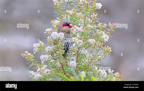 Single Red Eared Firetail Finch Bird Peering Out Of Flowering Bush Fitzgerald River National