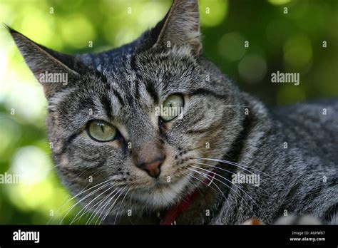 Domestic Tabby Cat Stock Photo Alamy