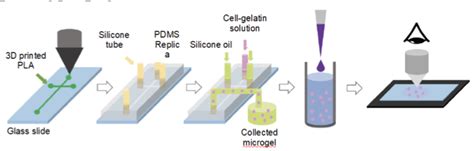 Schematic Of Fabrication From Left To Right Polylatic Acid Filament