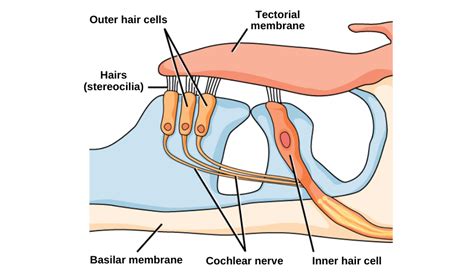 The Peripheral Auditory System Speechneurolab