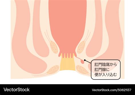 Cross Sectional View Royalty Free Vector Image