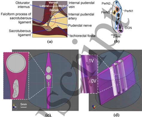 3d Tissue Model Reconstruction From Histological Section Images A Download Scientific