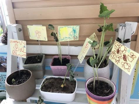 小班植物观察 小班植物观察记录表 小班植物角 大山谷图库