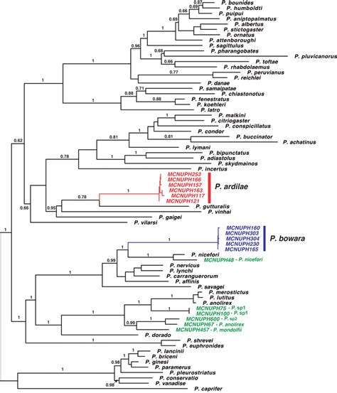 phylogenetic relationships subset for some pristimantis species