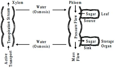 Describe The Pressure Or Mass Flow Hypothesis Sarthaks Econnect Largest Online Education