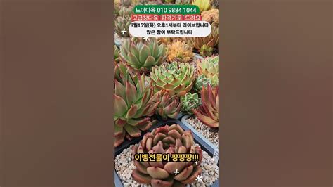 실방예고 815목 오후1시부터 노아다육 라이브합니다 많이놀러오세요 다육스토리 박서진 Youtube