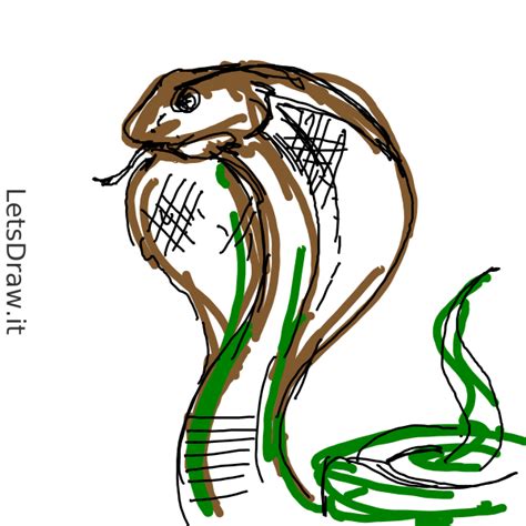 How To Draw Cobra Xrshrmsqd Png LetsDrawIt How To Draw Cobra Xrshrmsqd Png LetsDrawIt