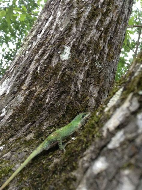 A Green Lizard In My Back Yard Lizard Backyard Green